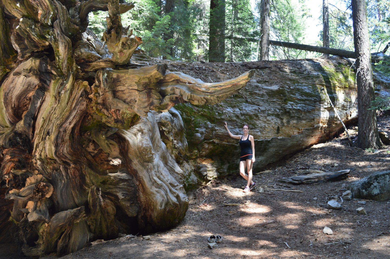 Sequoia National Park : des arbres plus grands que nature! - Annie Explore
